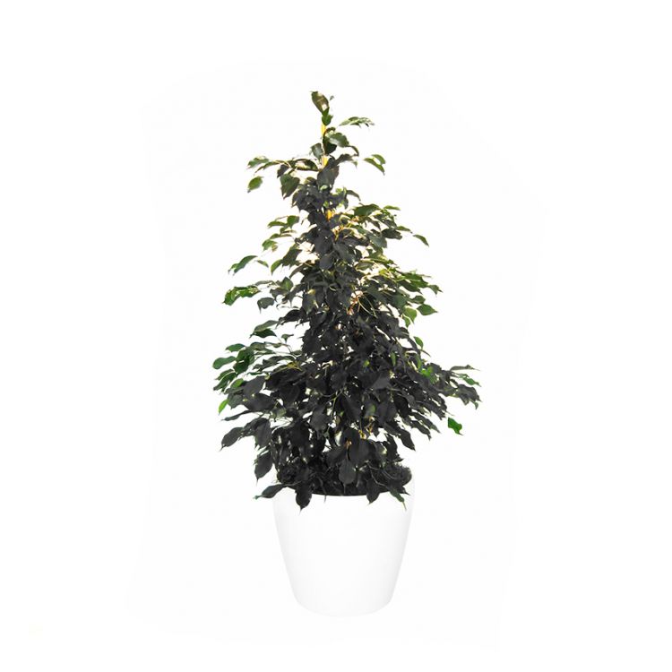 Hire Large Potted Ficus Benjamina
