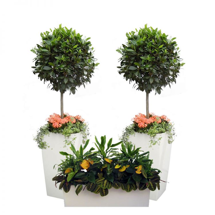 Hire Summer Foliage Display
